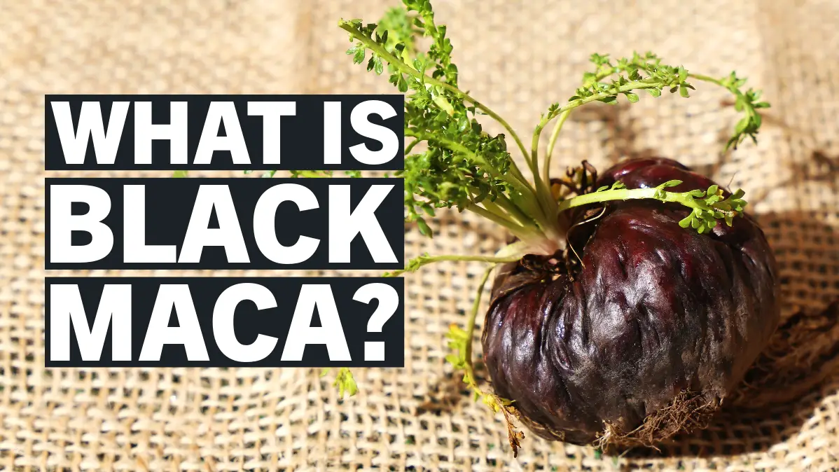What is Black Maca? Your Straightforward Guide - ListedFit